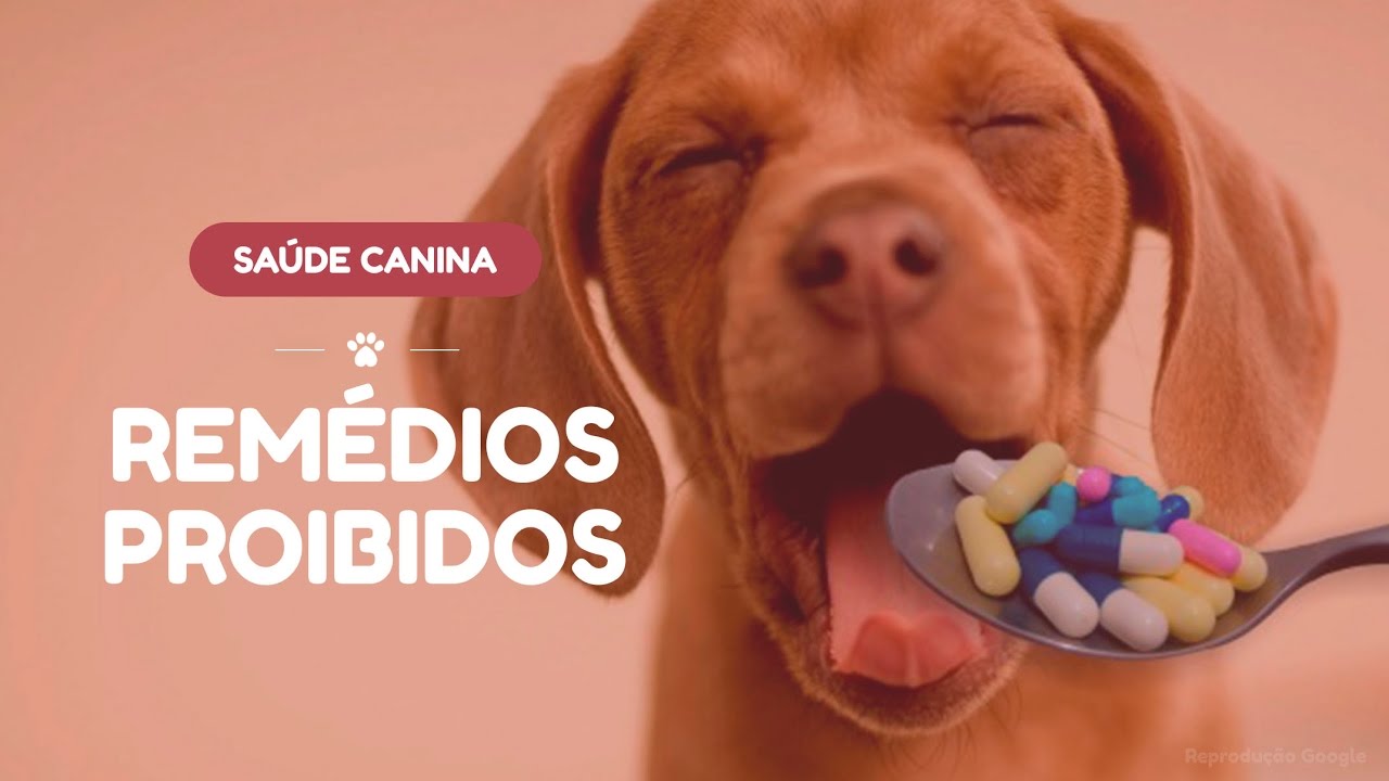 Remédios proibidos para cães