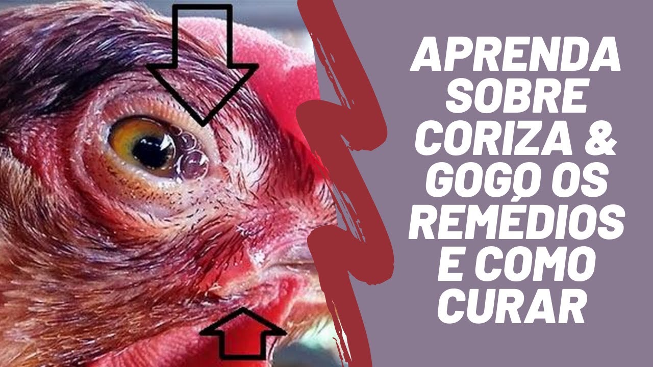 Coriza Infecciosa Remédios e Tratamento