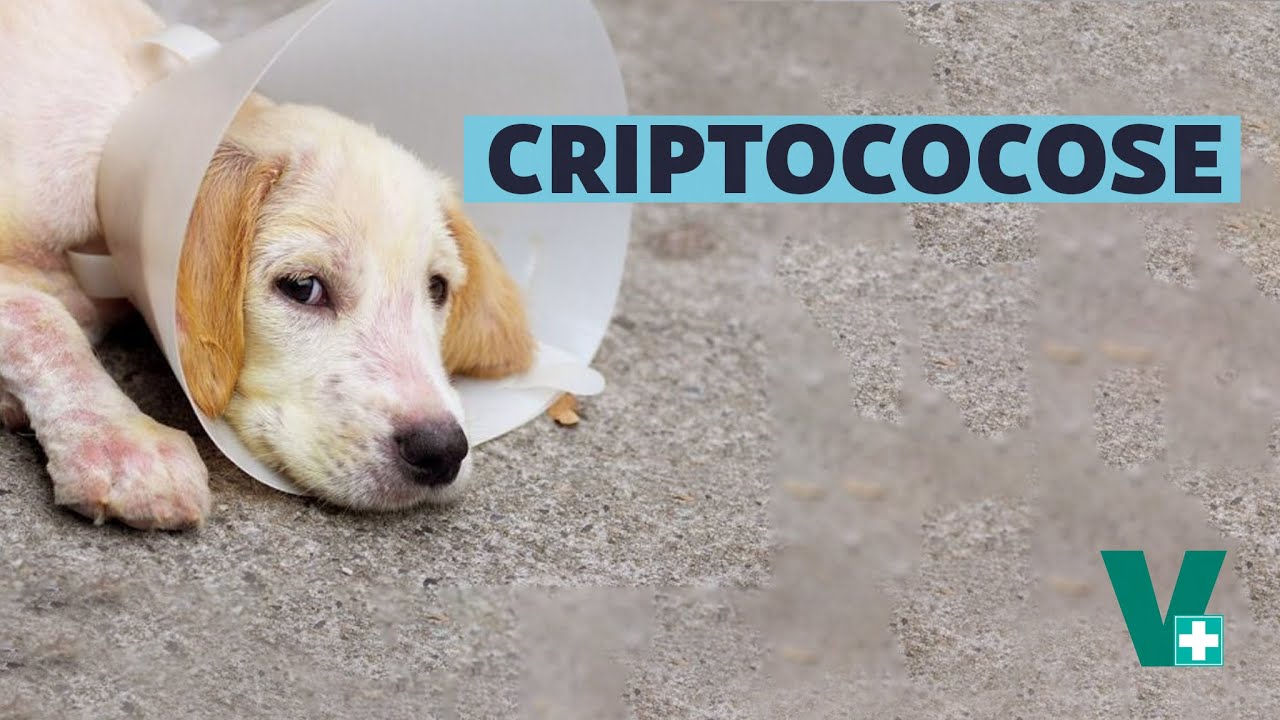 Criptococose: causas, sintomas e tratamentos.