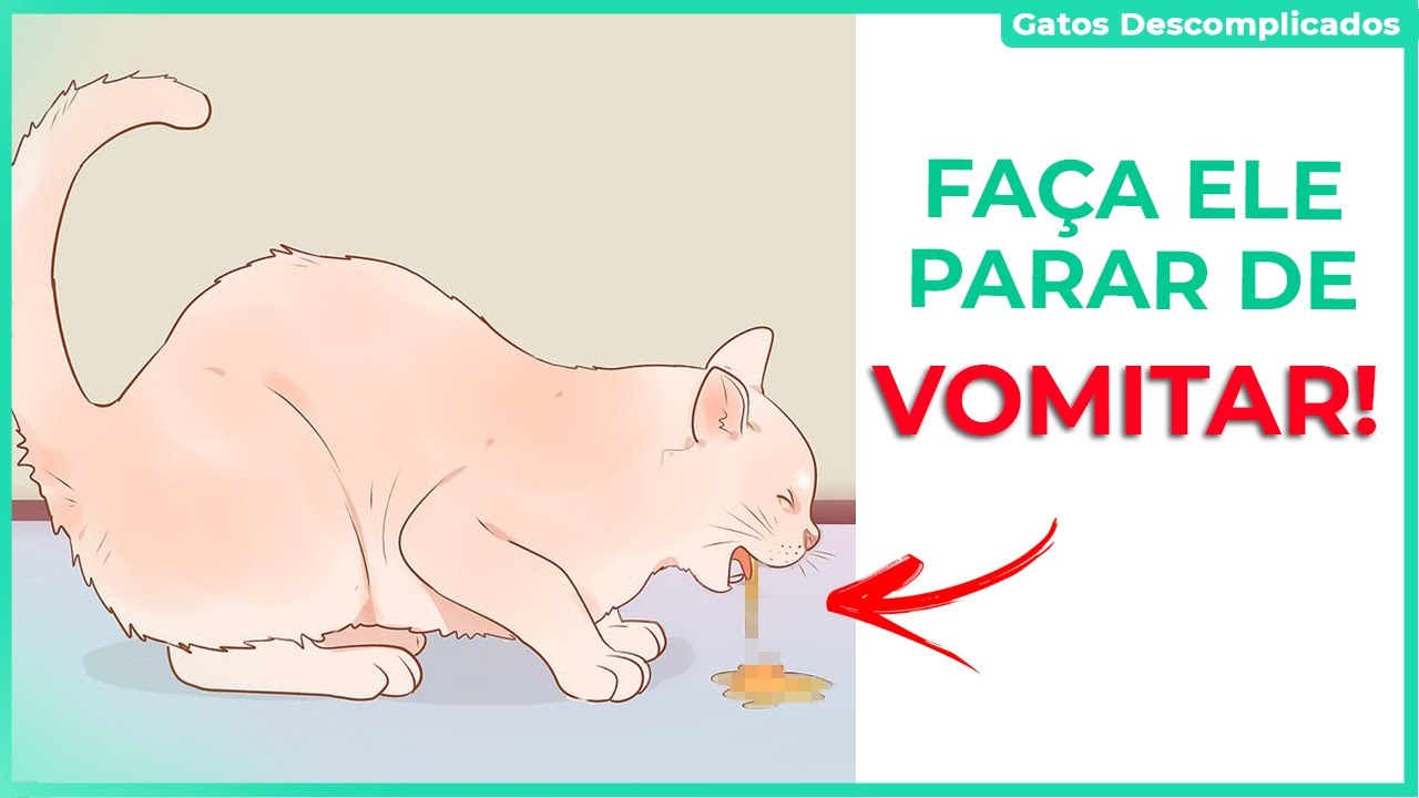 Dicas para evitar vômitos em gatos: assista ao vídeo