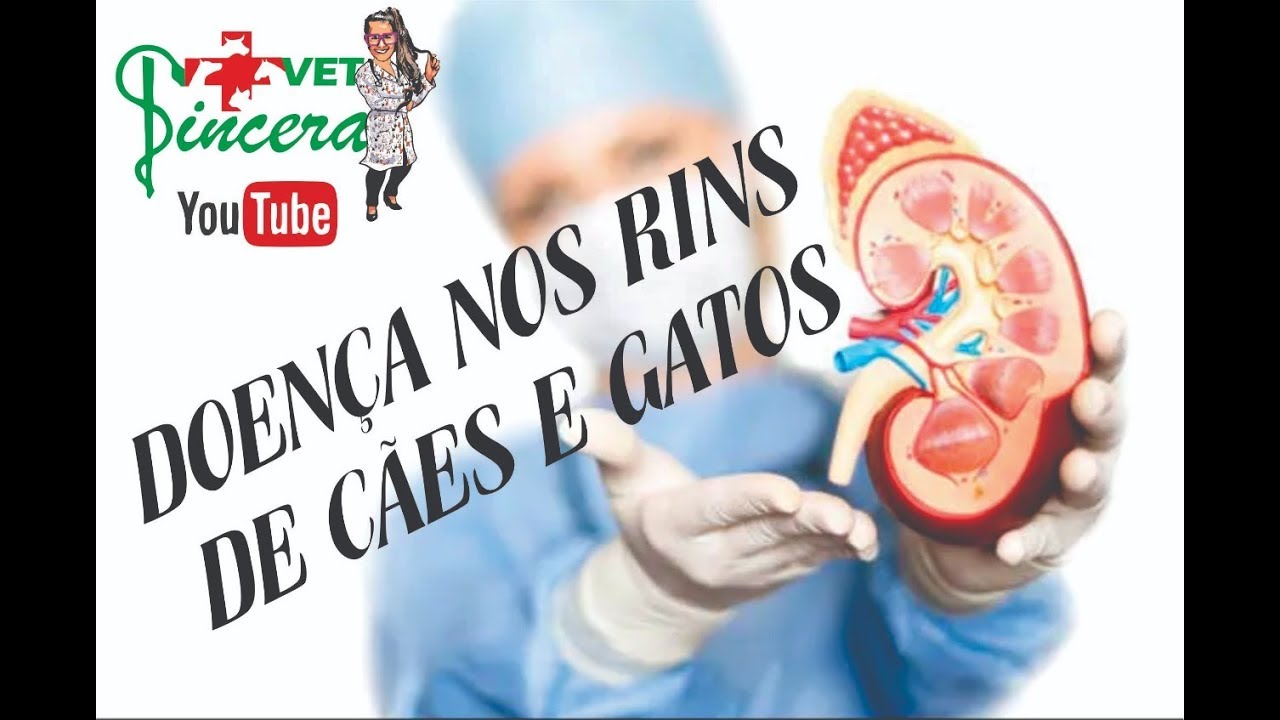 Doença Renal em Cães e Gatos: Como Identificar.