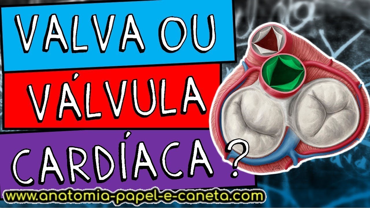 Entendendo as valvas cardíacas: bicúspide, tricúspide, mitral ...