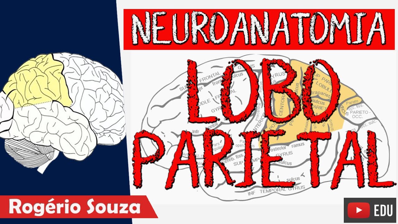 Neuroanatomia Funcional: Lobo Parietal - Aula com Rogério Souza (Nova)