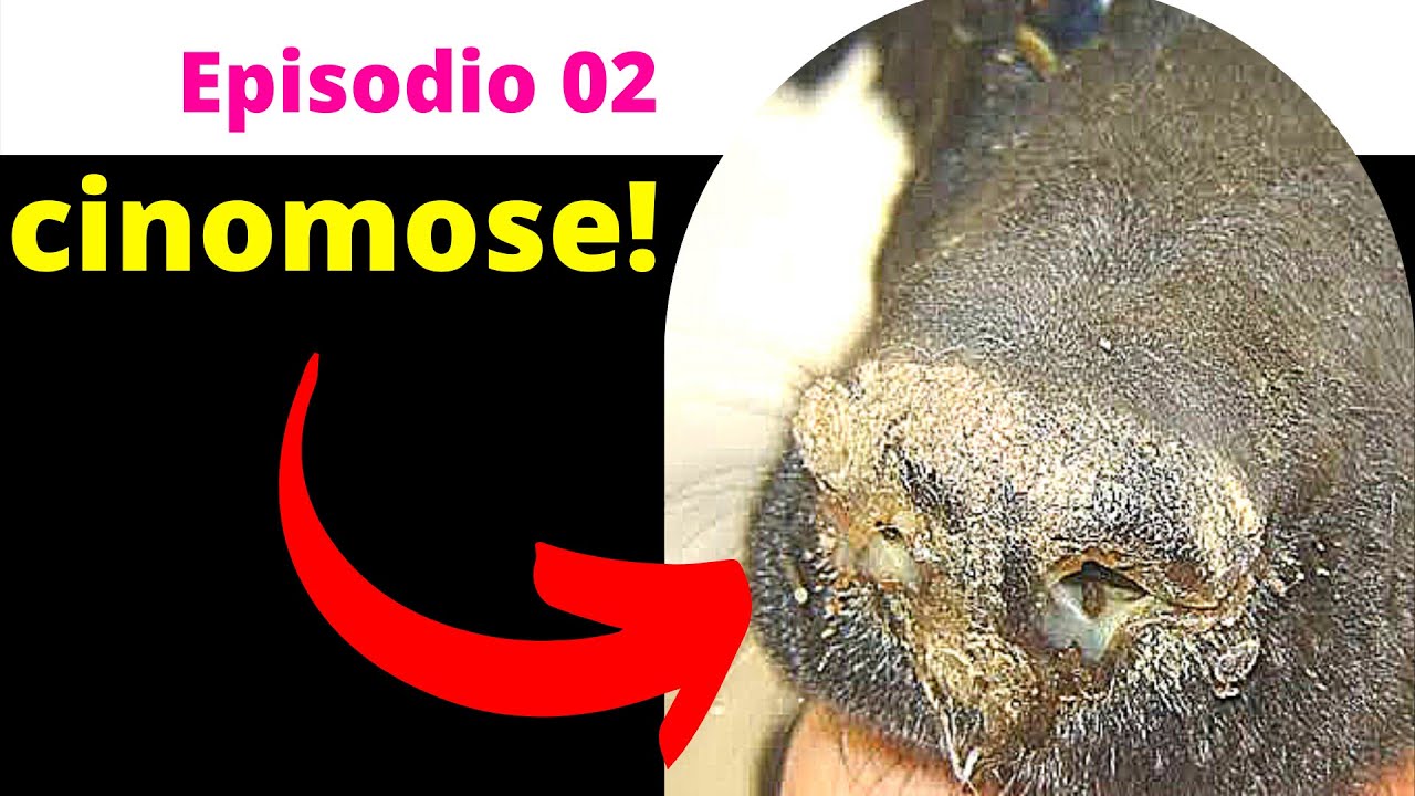 Causas e cura da cinomose em cachorro