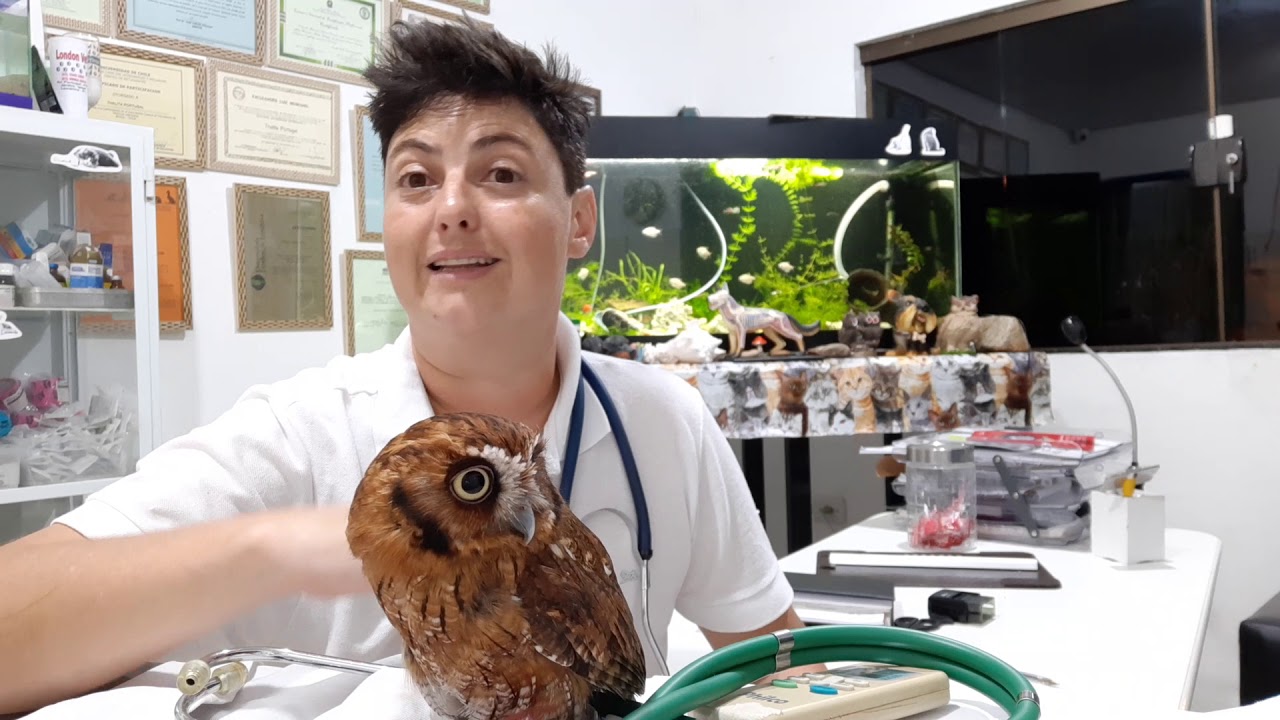 Saiba tudo sobre a parvovirose canina: sintomas, prevenção e tratamento