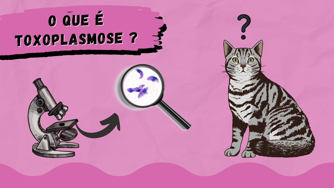 Toxoplasmose: o que é, sintomas e tratamentos.