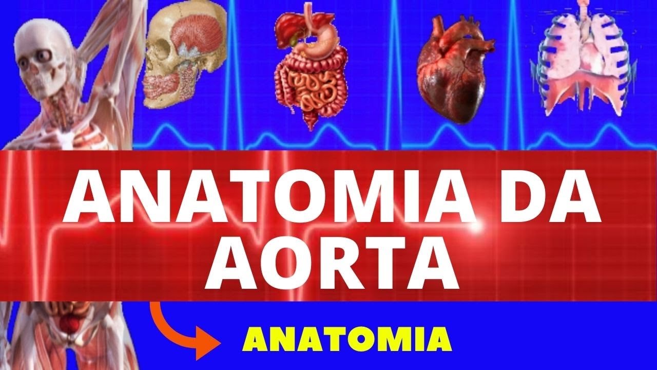 Anatomia da Aorta: Arco da Aorta, Aorta Torácica e Aorta Abdominal ...