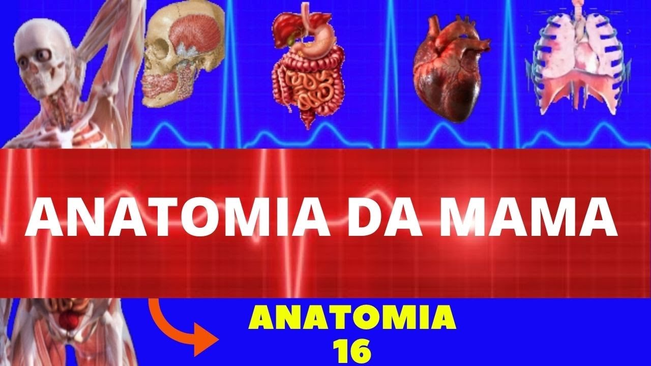 Anatomia da Mama: Conheça a Estrutura e Funcionamento da Mama Humana