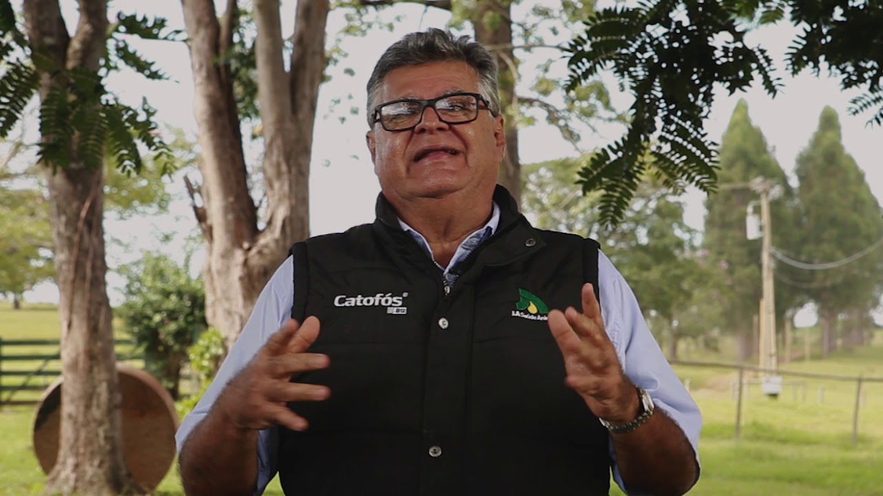 Cetose em bovinos: causas, sintomas e tratamento na J.A Online