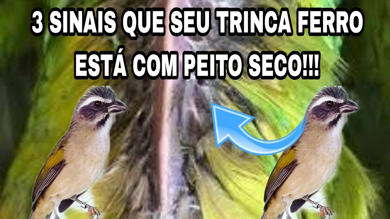Como identificar se o Trinca Ferro está sofrendo com o Peito Seco