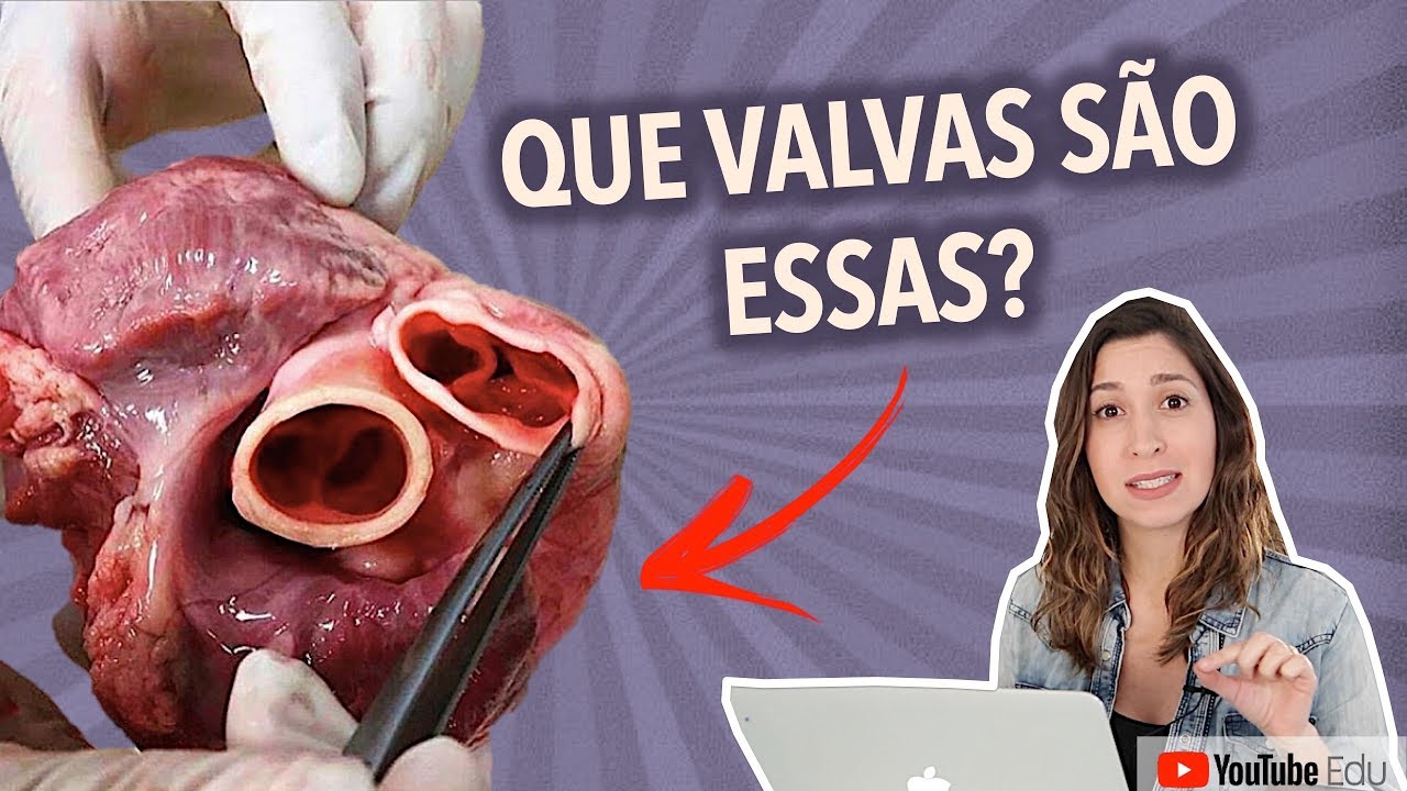 Entenda a anatomia do coração e as funções das valvas cardíacas: guia ...