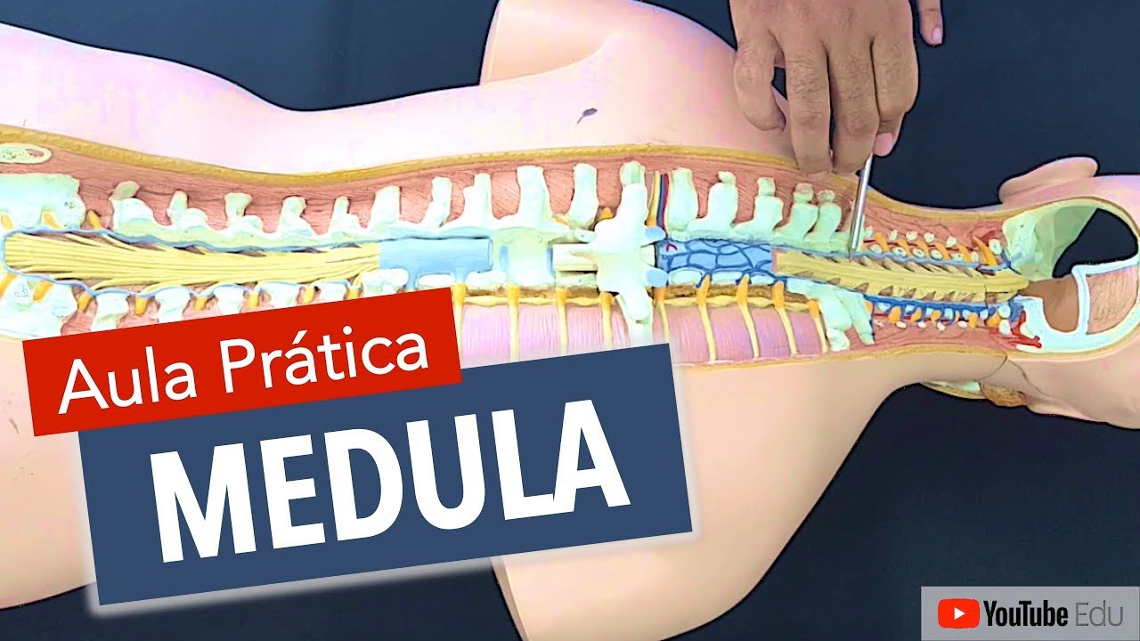 Saiba mais sobre a anatomia da medula espinhal em poucos passos